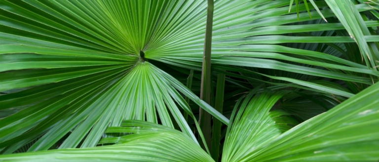 Todo sobre la Serenoa repens y sus propiedades para el pelo